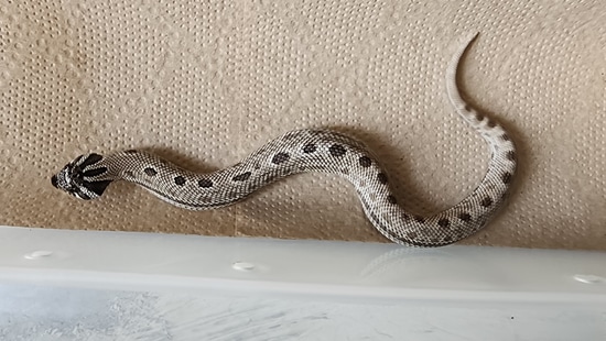 Arctic Axanthic Anaconda Western Hognose by Coastal Bend Hognose