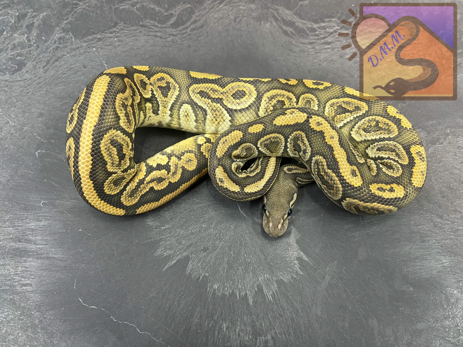 Huffman Hypo Ball Python by Desert Mojave Morphs - MorphMarket
