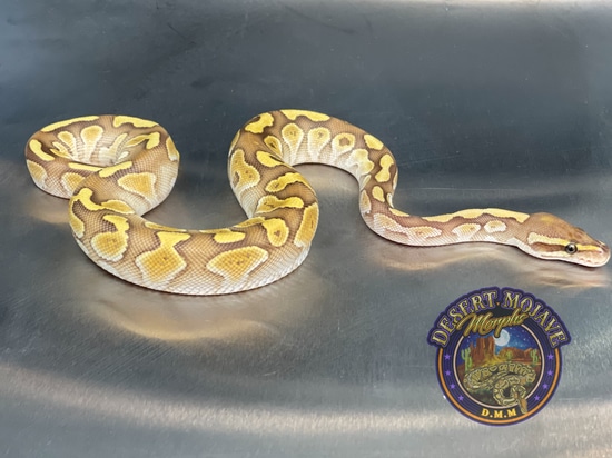 *VDAY Sale* Trojan Lesser Pos Trick 50% Het Hypo Ball Python by Desert ...