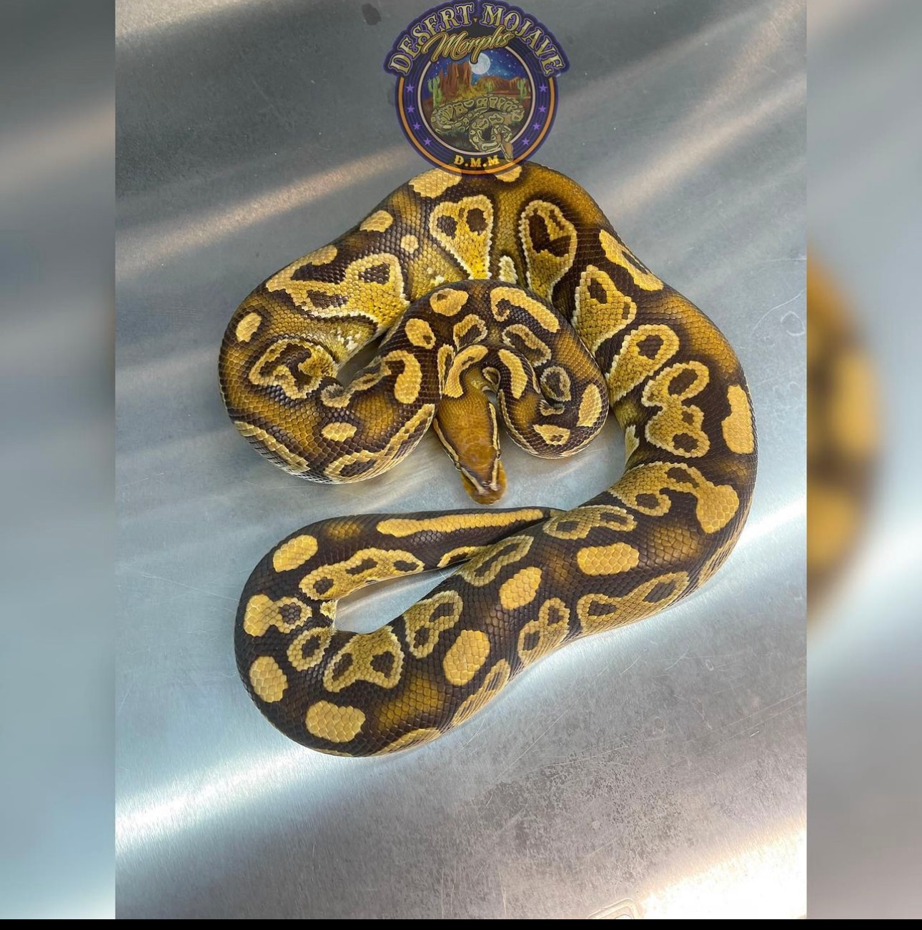 Proven Breeder Trojan Trick Ball Python by Desert Mojave Morphs ...