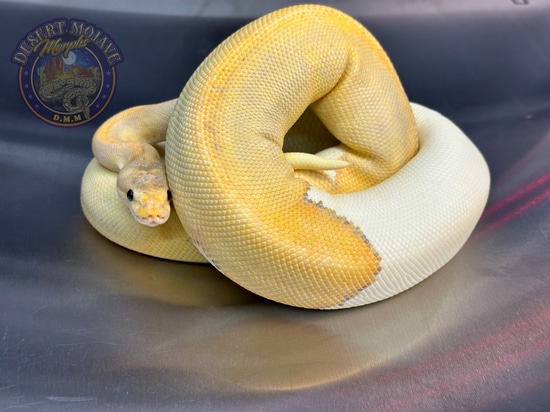 Champagne Hypo(Mimosa) 100% Het Pied Ball Python by Desert Mojave Morphs