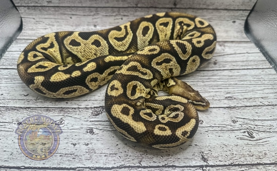Pastel Marvel Ball Python by Desert Mojave Morphs