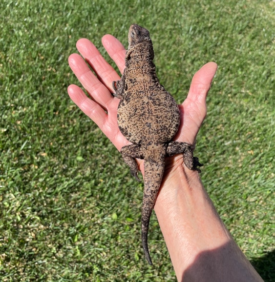 Calico Chuckwalla More Lizard by Desert Moon Reptiles