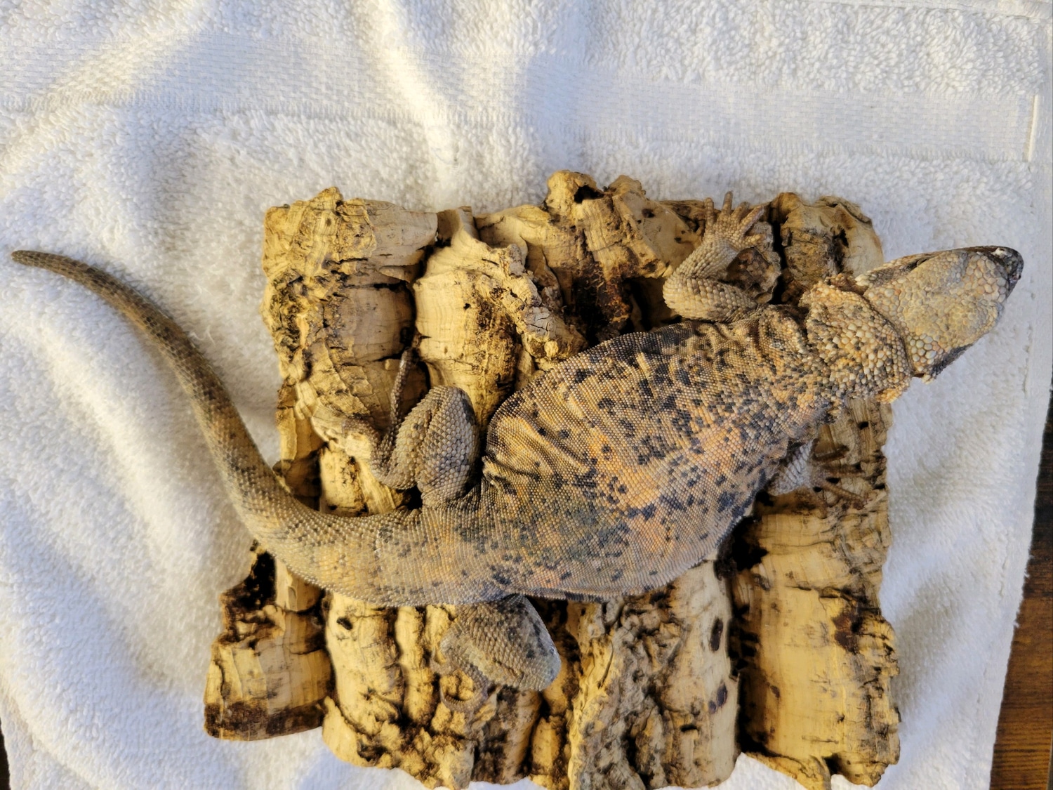 Calico Chuckwalla More Lizard by Desert Moon Reptiles - MorphMarket