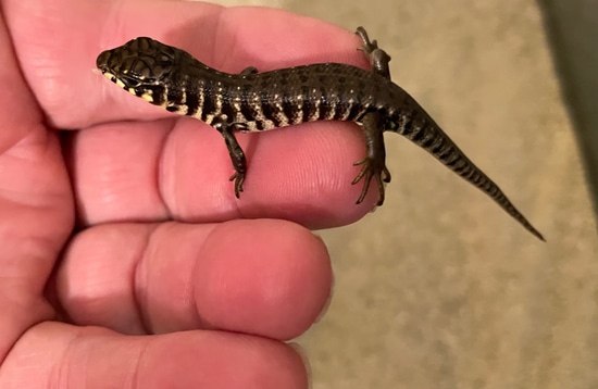 Kenya Zebra Skink Other Skink by Desert Moon Reptiles