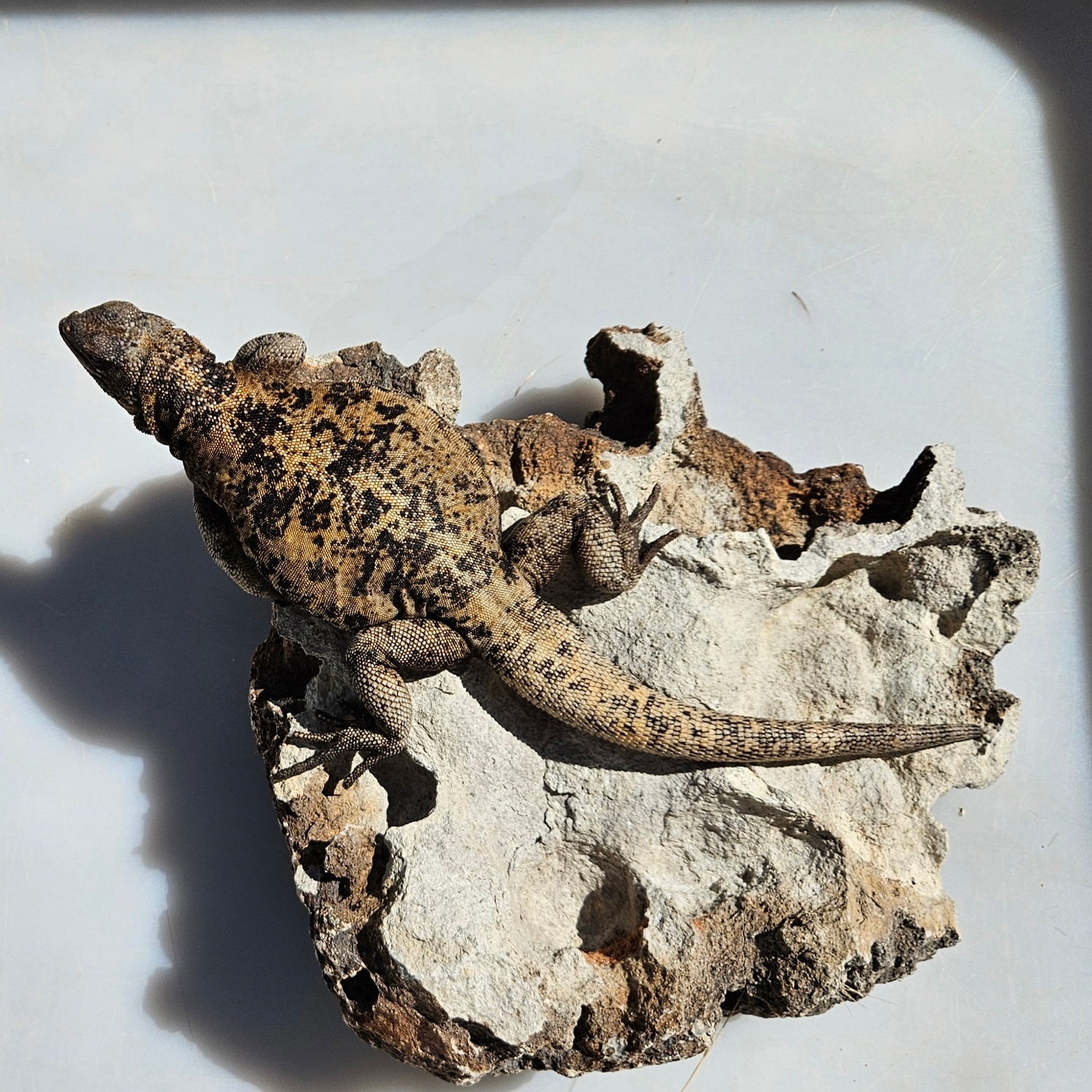 Calico Chuckwalla More Lizard by Desert Moon Reptiles - MorphMarket