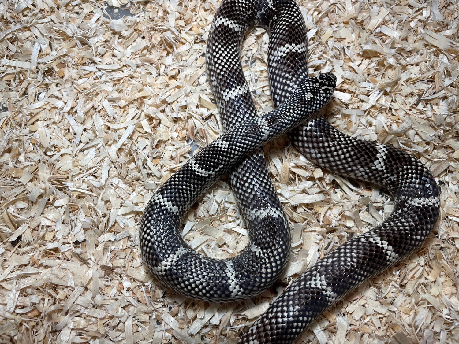 Pair Of Outer Banks Kingsnakes. Prolific Pair Eastern Kingsnake by ...