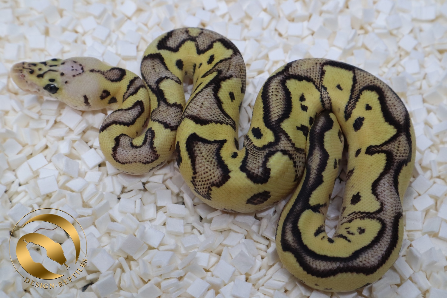 FireFly Spotnose Clown Poss Mojave Poss GHI Ball Python by Design-Reptiles - MorphMarket
