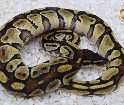 Enchi Pastel Bongo Yellow Belly Het. Clown Ball Python by Snakeguy ...