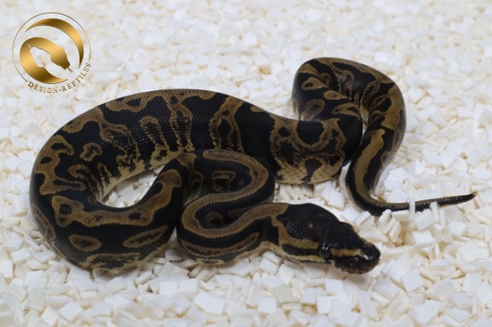 Confusion GHI Het Clown Ball Python by Design-Reptiles