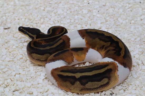 Stranger Piebald Ball Python by Design-Reptiles