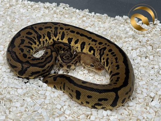 Confusion Leopard Pastel Clown Ball Python by Design-Reptiles