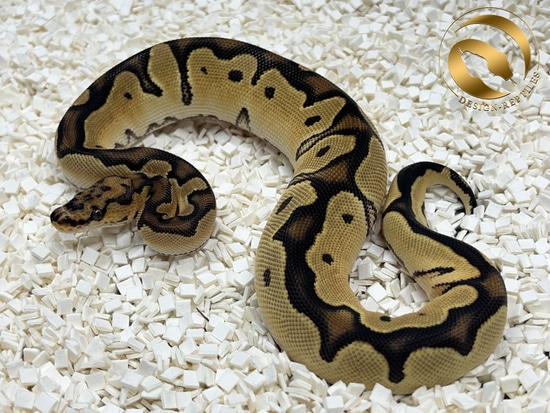 OD Clown Ball Python by Design-Reptiles