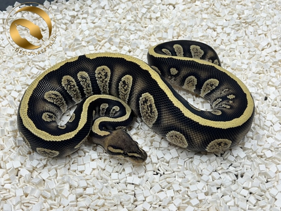 Stranger DG Ball Python by Design-Reptiles