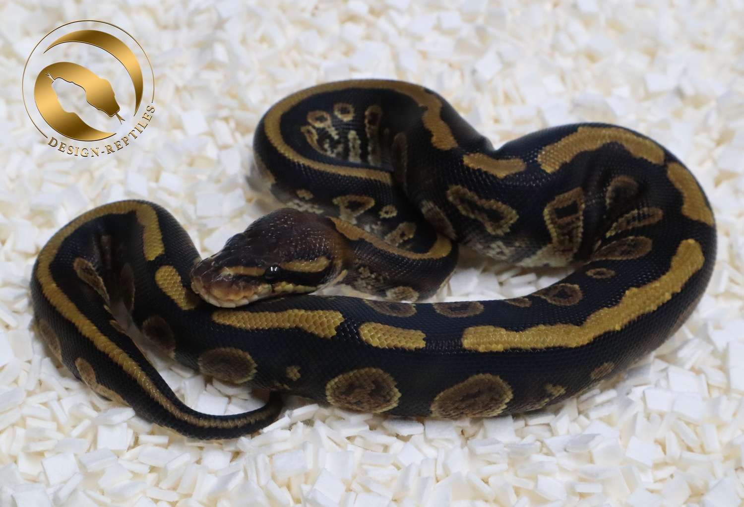 Stranger Dh Desert Ghost Clown Ball Python by Design-Reptiles - MorphMarket