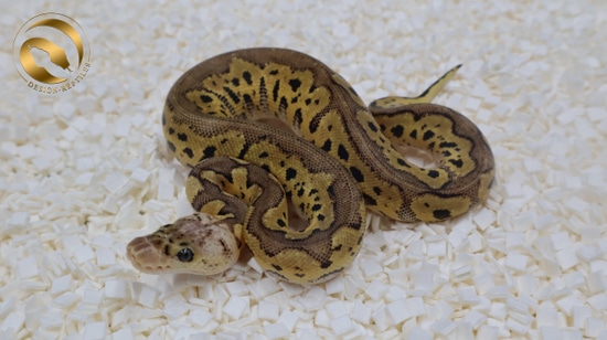 Bongo Pastel Clown Het DG Ball Python by Design-Reptiles