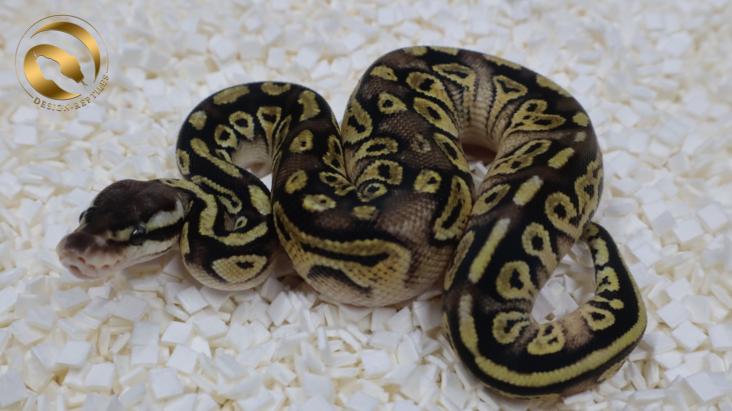 Pastel Bongo Dh DG Clown Ball Python by Design-Reptiles - MorphMarket