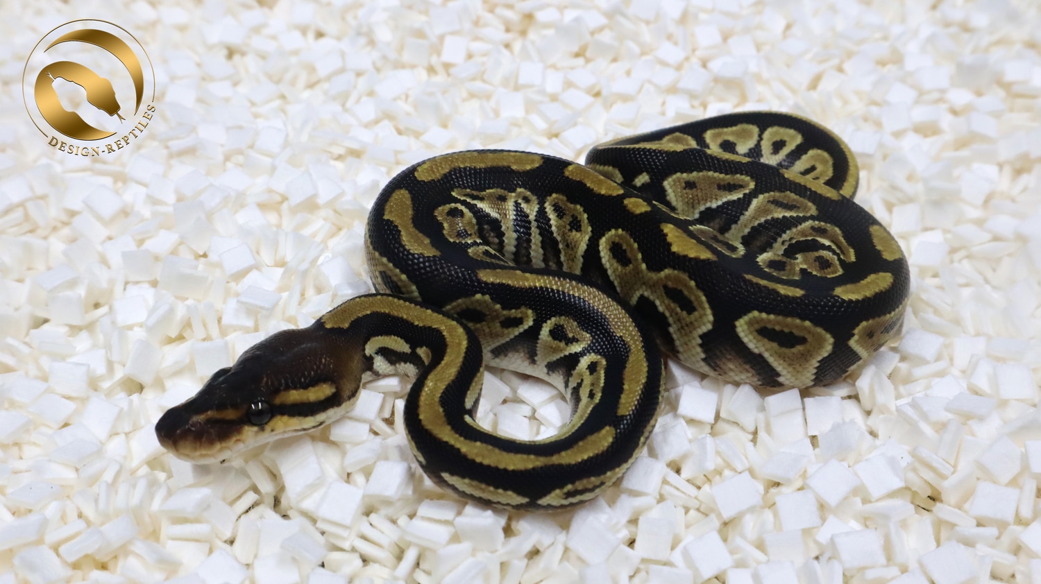 Bongo Dh DG Clown Ball Python by Design-Reptiles - MorphMarket
