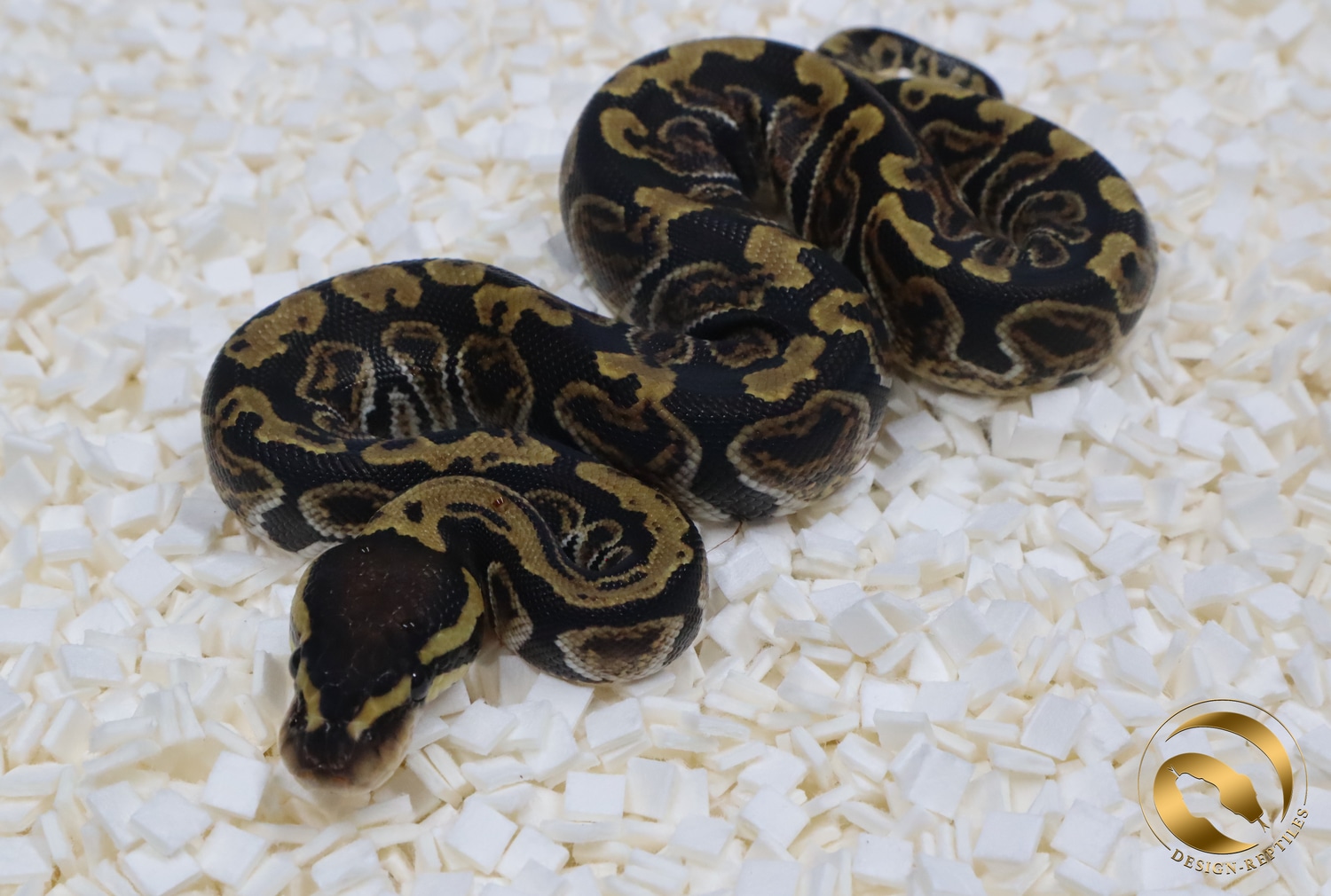 GHI DH Clown DG Ball Python by Design-Reptiles - MorphMarket