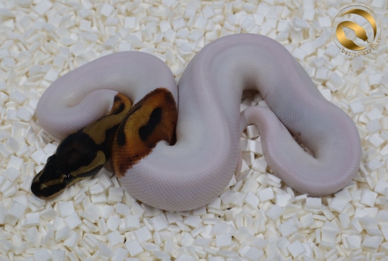 Piebald 100% Het DG Ball Python by Design-Reptiles