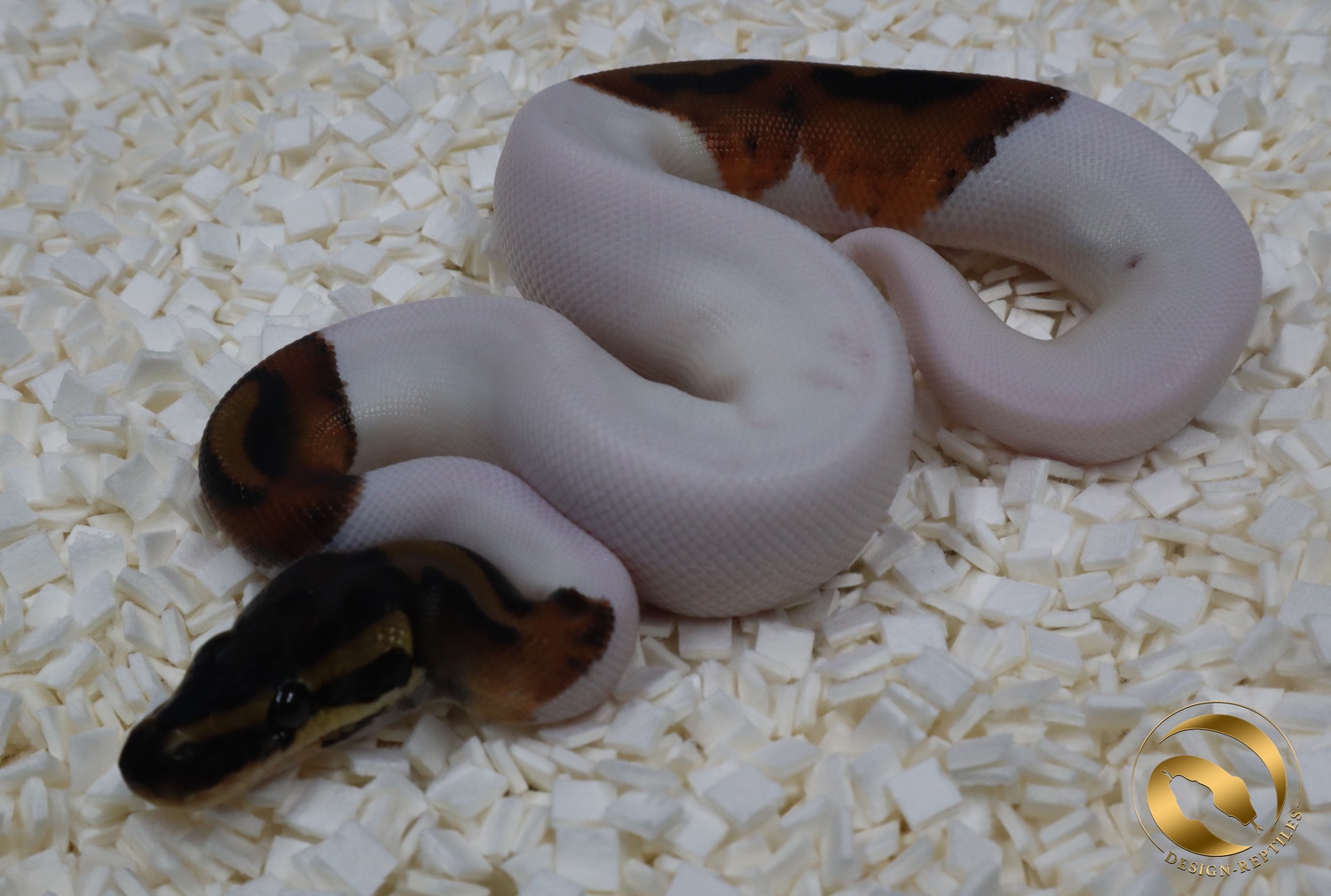 Leopard Piebald 100% Het DG Ball Python by Design-Reptiles - MorphMarket