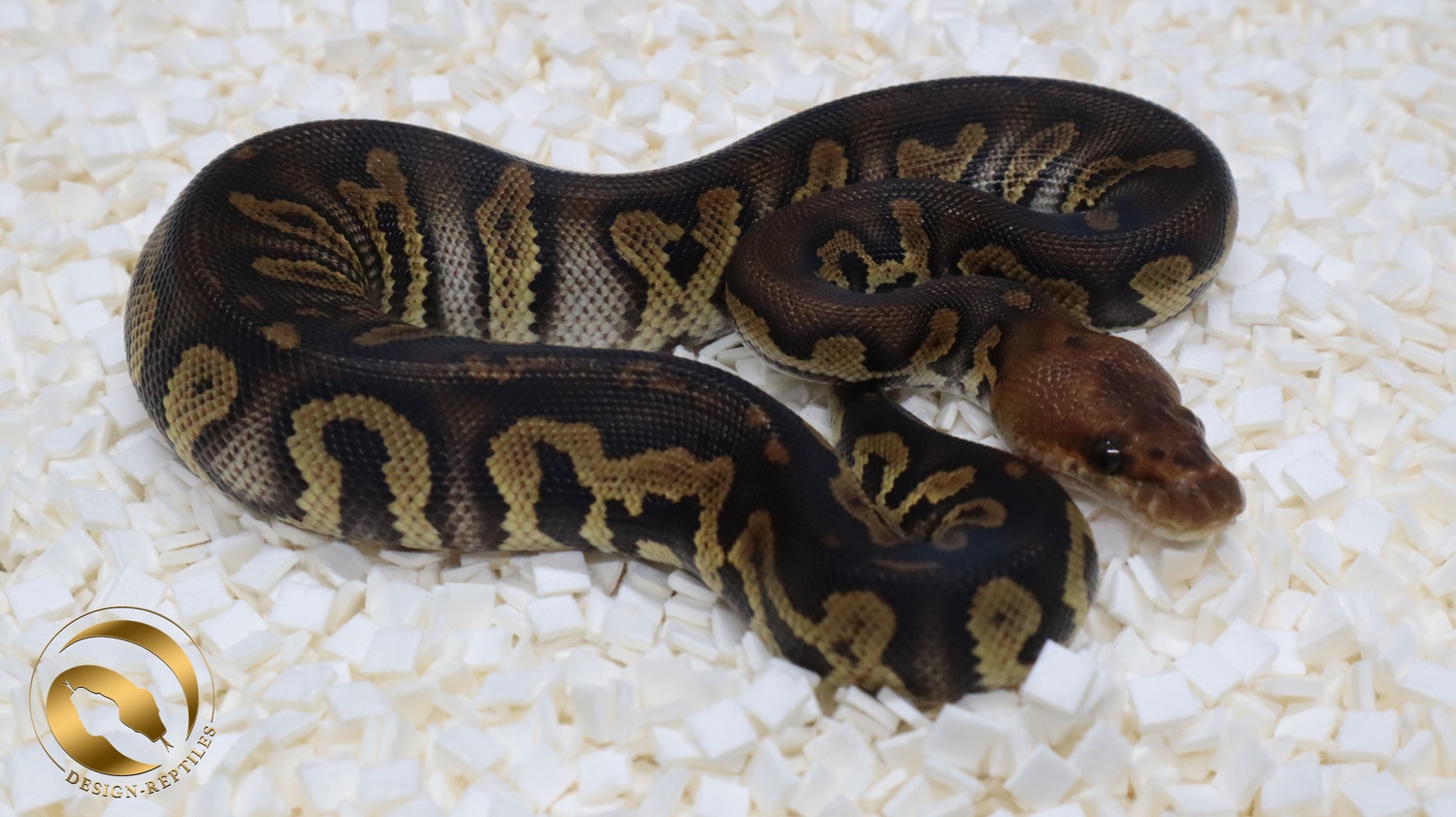 Stranger Wookie/Chocolate Clown Ball Python by Design-Reptiles ...