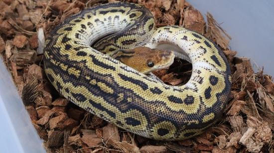 Bongo OD Clown Ball Python by Design-Reptiles