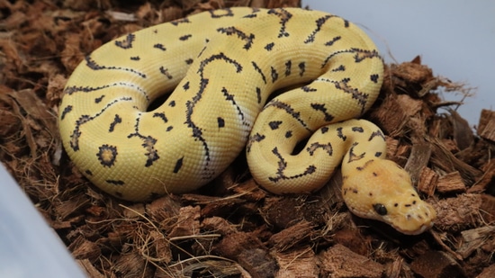 Pinstripe DG Clown Ball Python by Design Reptiles