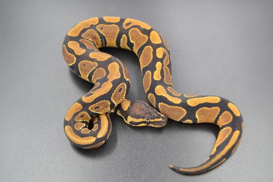 Mandarin Ball Python by DD Exotics