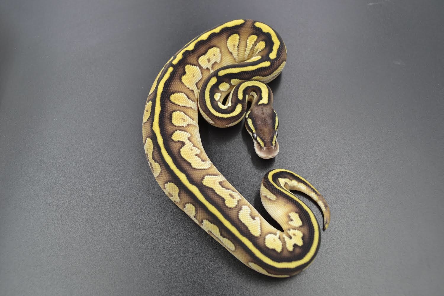 Lesser Blackhead Leopard Het Pied Ball Python by DD Exotics - MorphMarket