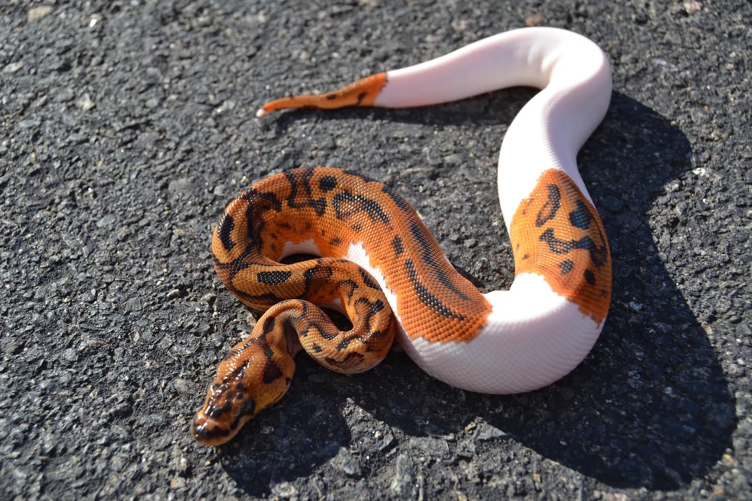 Clown Pied Ball Python by DD Exotics - MorphMarket