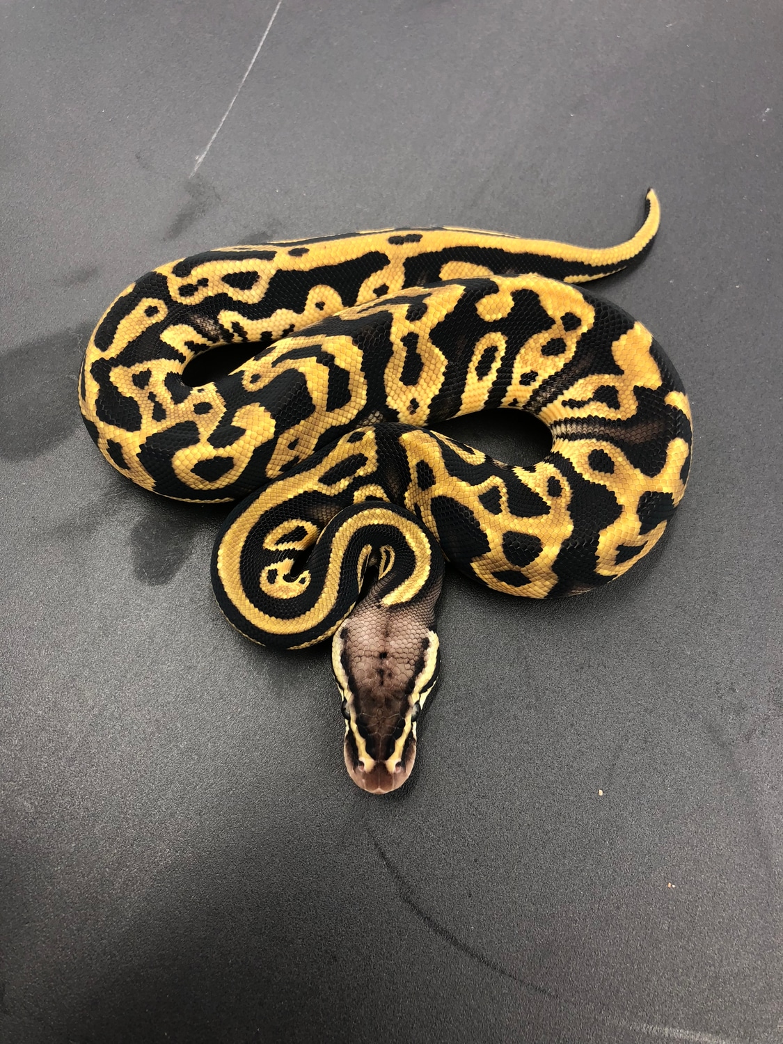 Pastel Orange Dream Leopard Het Vpi Axanthic 50% Het Clown 50% Het ...
