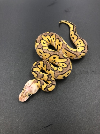 Firefly Clown “trick Ball Python by DD Exotics