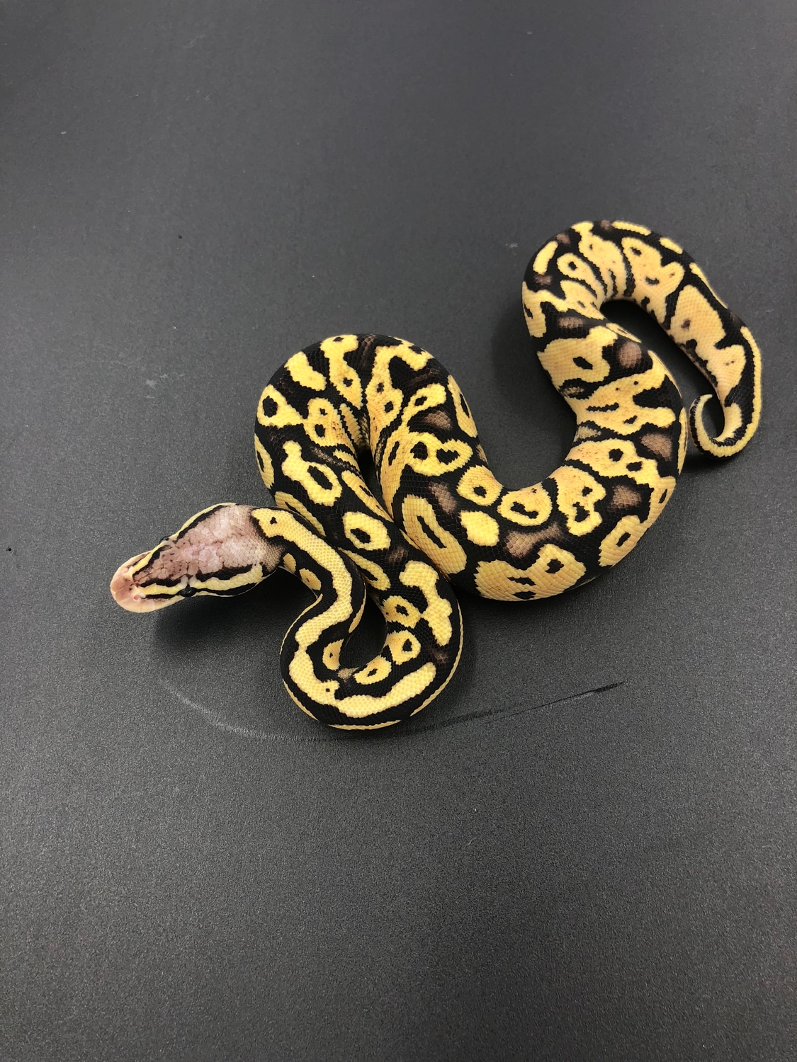 Firefly Poss Orange Dream Het Vpi Axanthic 50% Het Albino 50% Het Clown ...