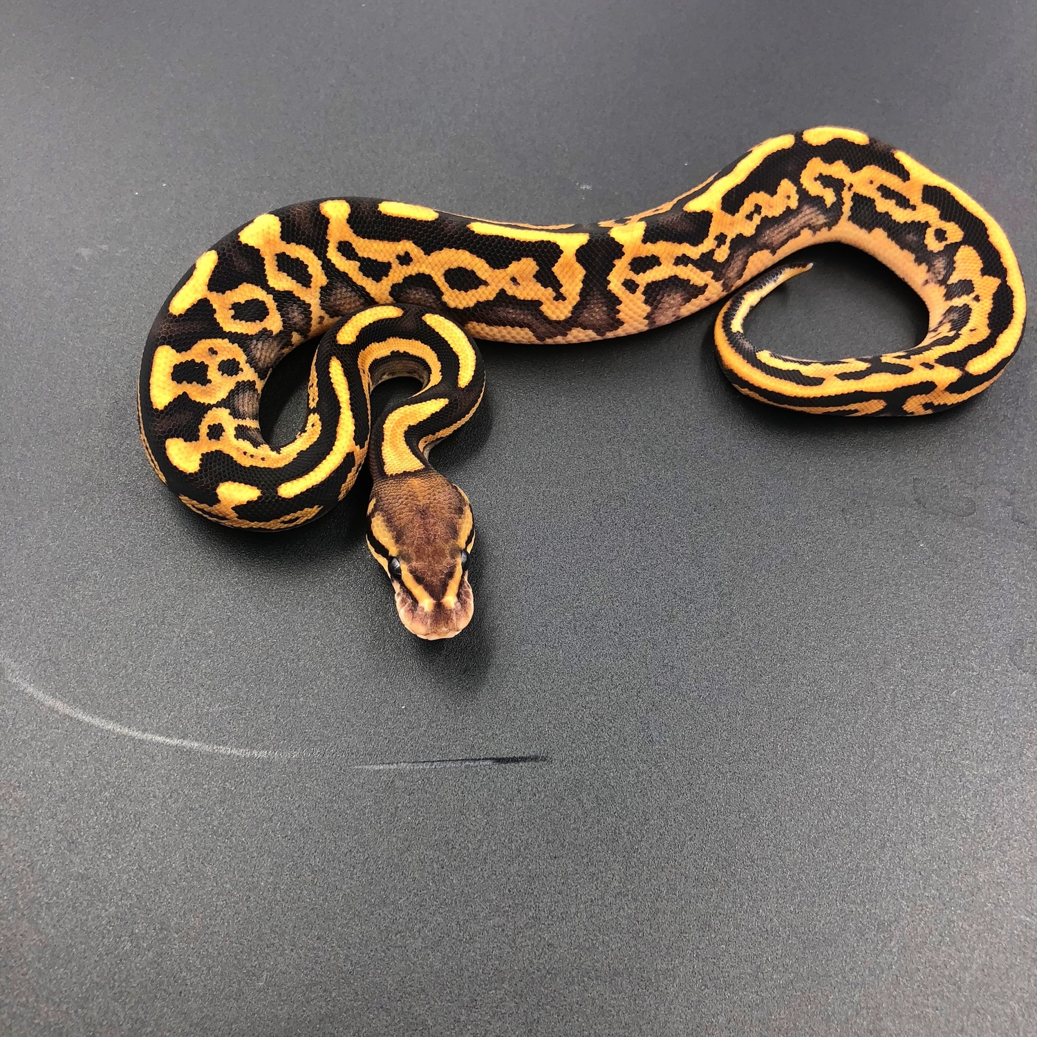Orange Dream Fire Black Pastel Leopard Trick Het Clown Ball Python by ...