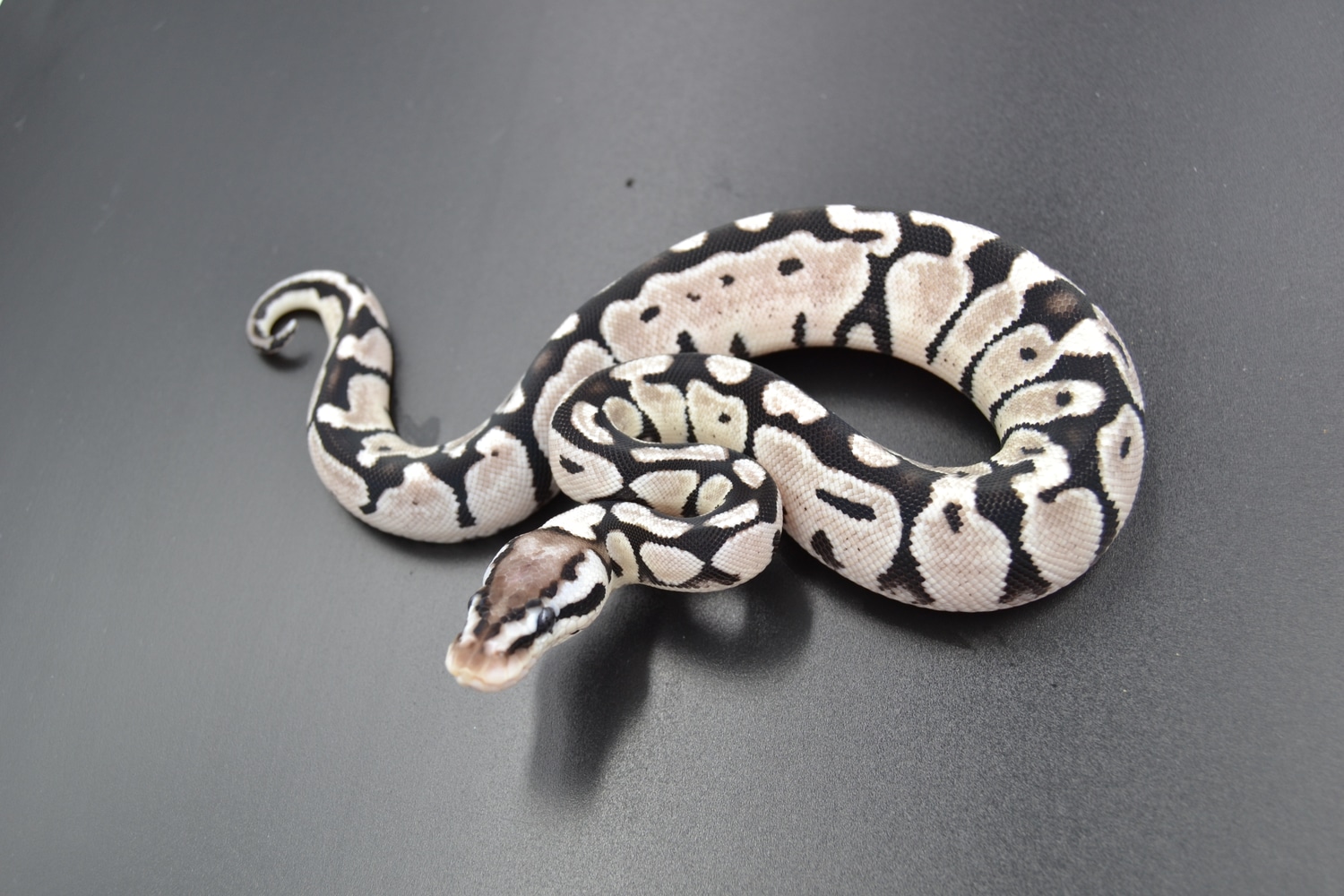 Pastel VPI Axanthic Het Clown Ball Python by DD Exotics - MorphMarket