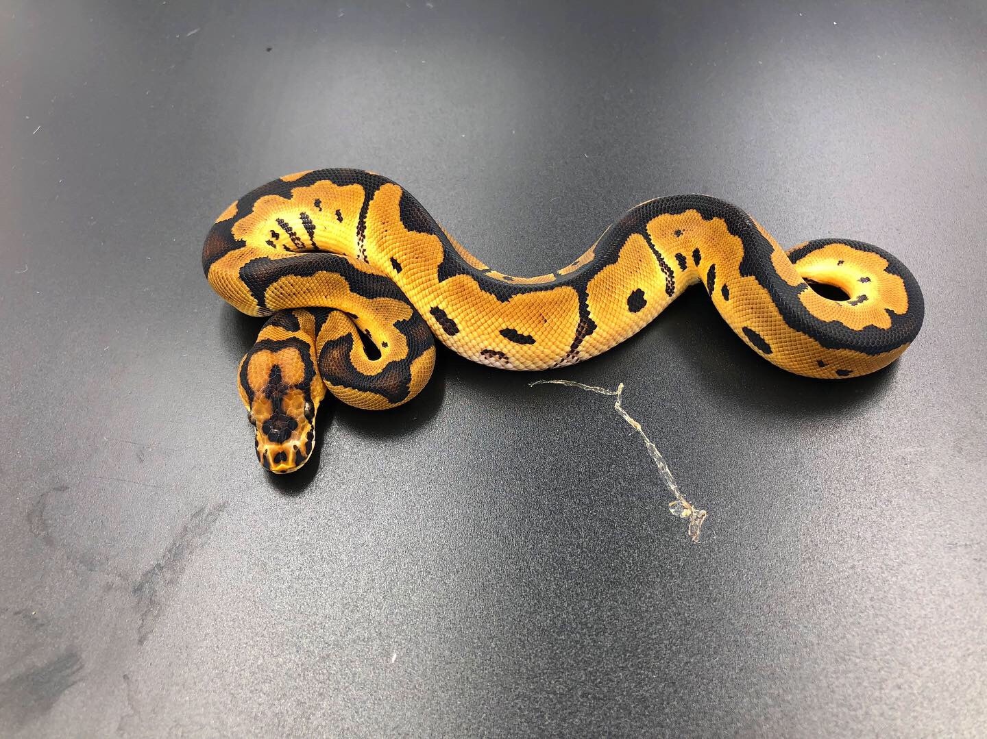 Orange Dream Blade Clown 50% Het Pied WITH STRONG STRONG PIED MARKERS ...
