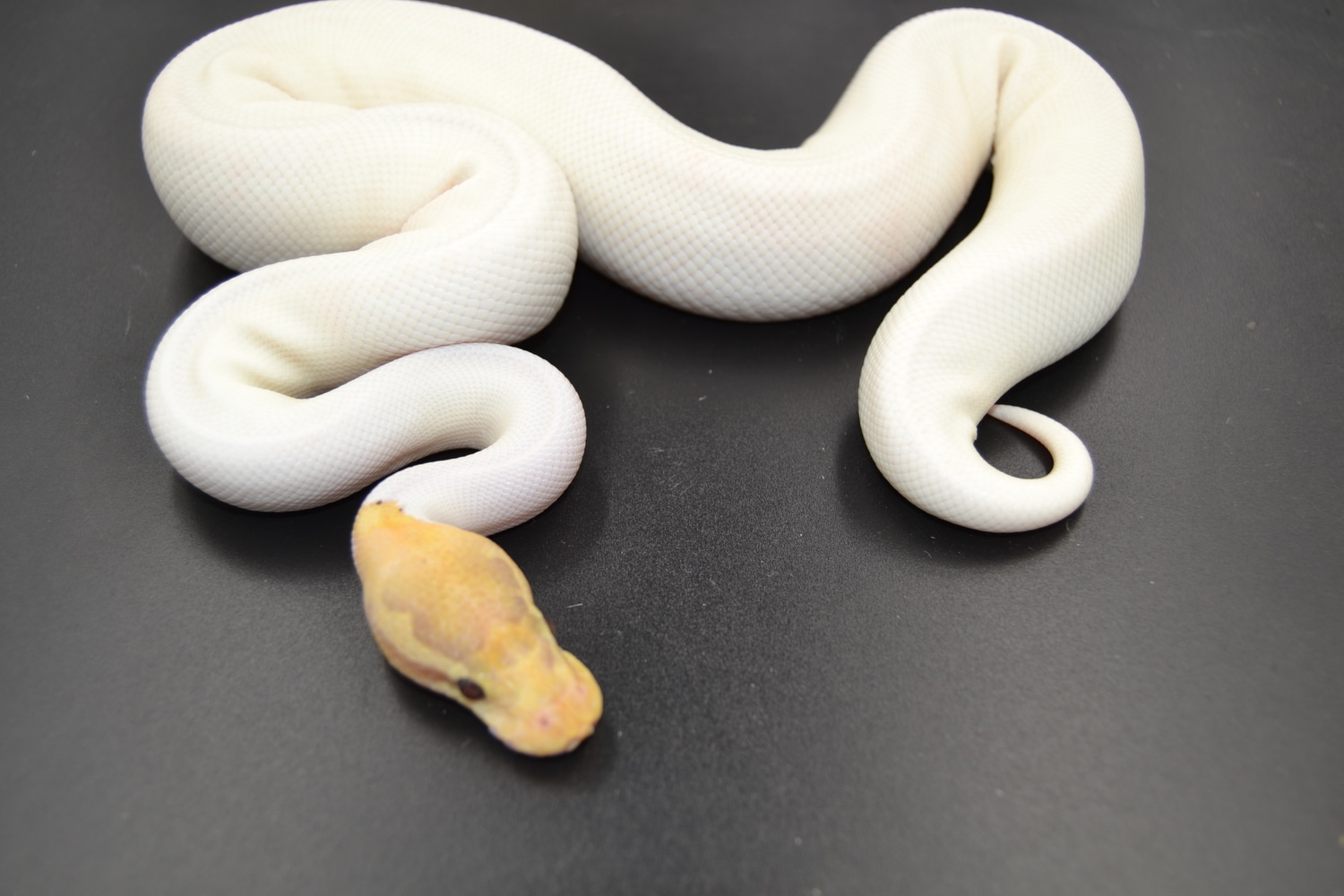 Banana Pinto Pied Ball Python by DD Exotics - MorphMarket