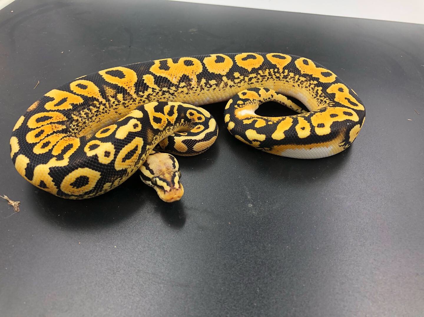 Pastel White Lace Yellowbelly Ball Python by DD Exotics - MorphMarket