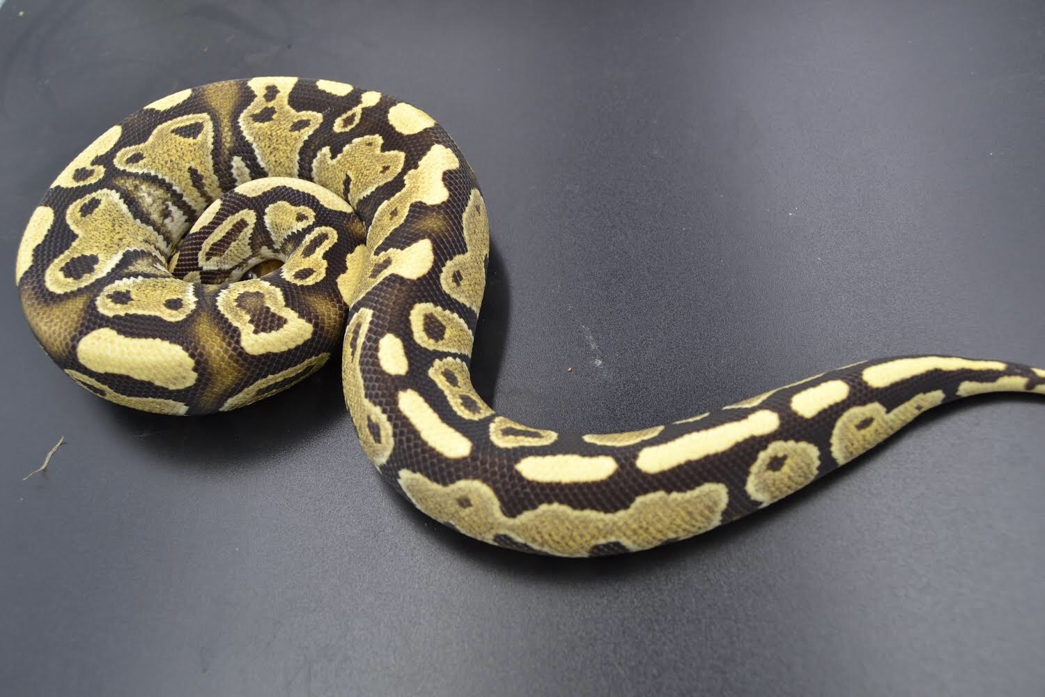 White Lace Fire Ball Python by DD Exotics - MorphMarket