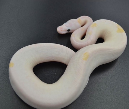 Banana Cypress Orange Dream Black Pastel Yellowbelly Clown Ball Python ...