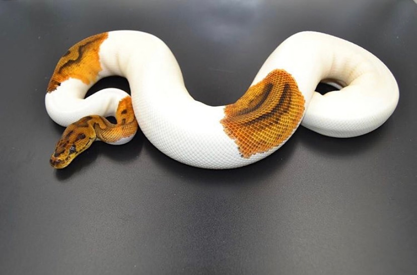 Clown Pied Ball Python by DD Exotics - MorphMarket