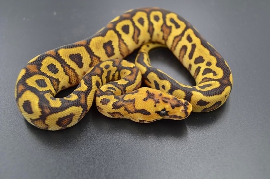 Spotnose Fire Clown Poss Yellowbelly Ball Python by DD Exotics