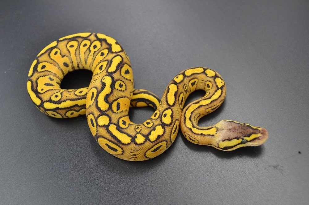 Firefly Redstripe Trick Het Clown Ball Python by DD Exotics - MorphMarket