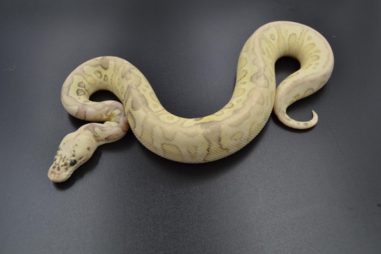 Pastel Lesser Leopard Spotnose Clown Ball Python by DD Exotics