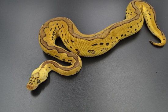Firefly Leopard Clown Ball Python by DD Exotics