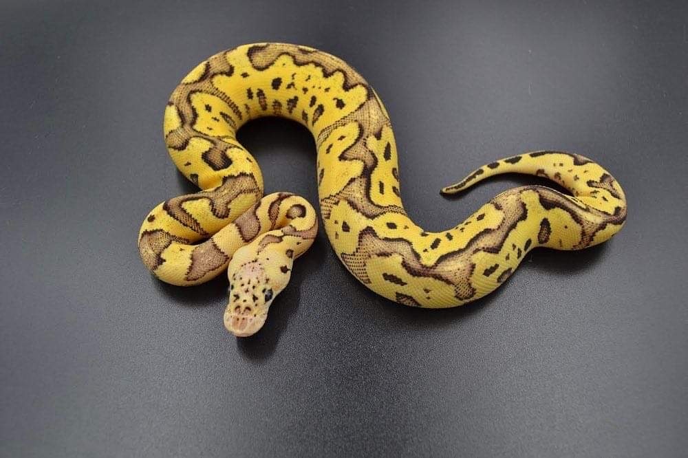 Orange Dream Yellowbelly Firefly Clown Leopard Spotnose Ball Python by ...