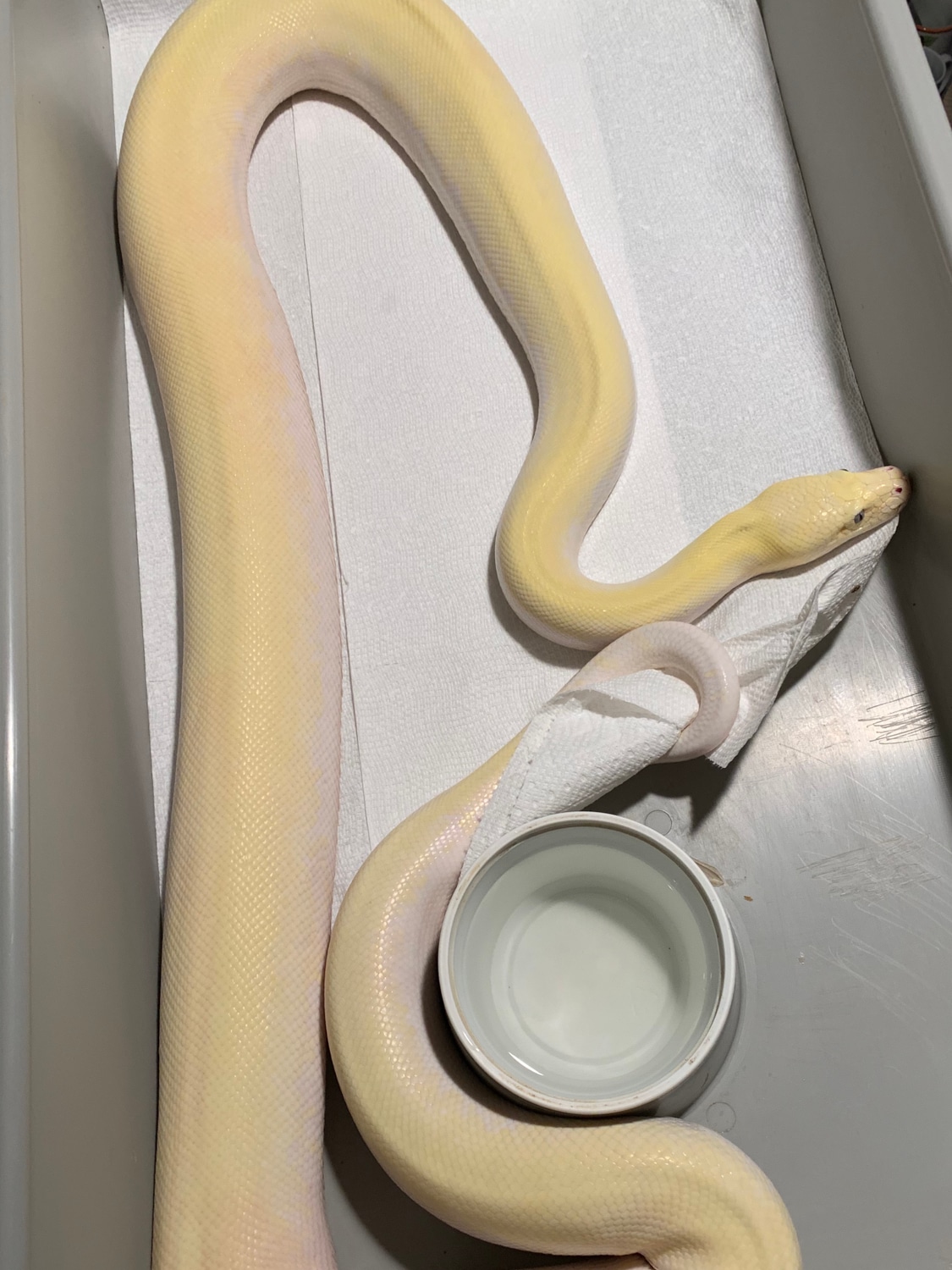 Ivory Labyrinth Or 100% Het Labyrinth Burmese Python by DD Exotics ...