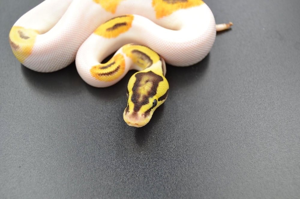 Firefly Yellowbelly Enchi Pied Het Clown Ball Python by DD Exotics ...