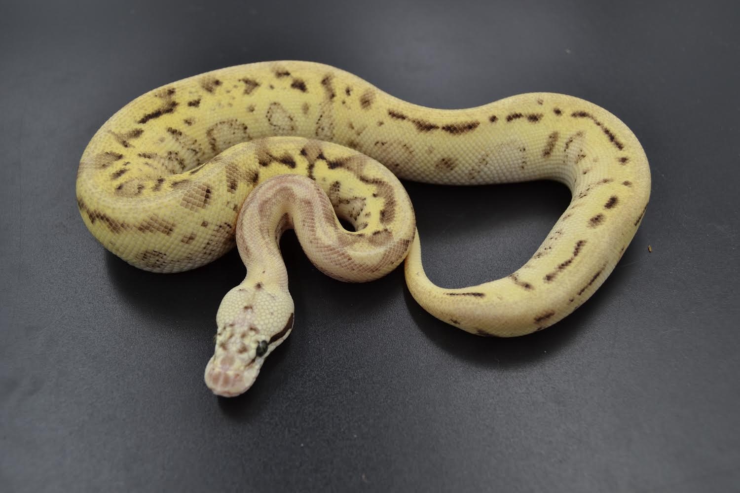 Orange Dream Firefly Yellowbelly Leopard Spotnose Het Clown Ball Python ...